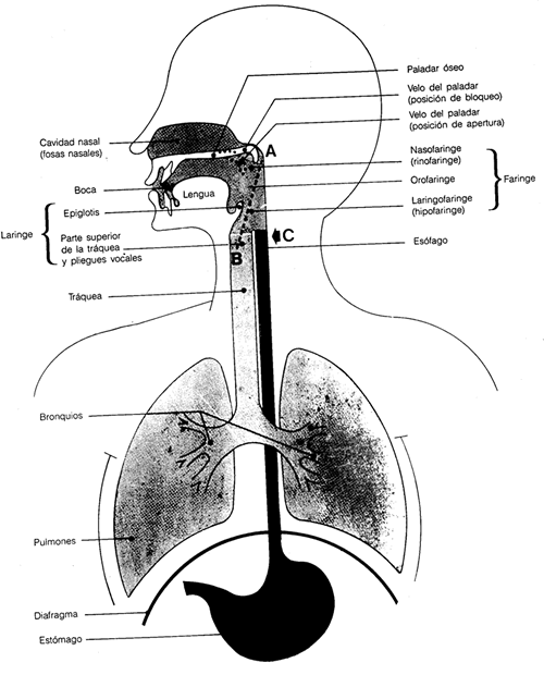 Burbuja de Lenguaje: El Sistema Fonatorio