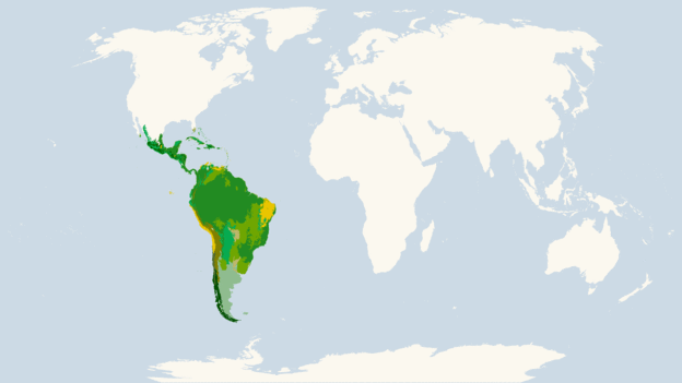 Ciencias de Joseleg: Territorios biogeográficos, neotrópico