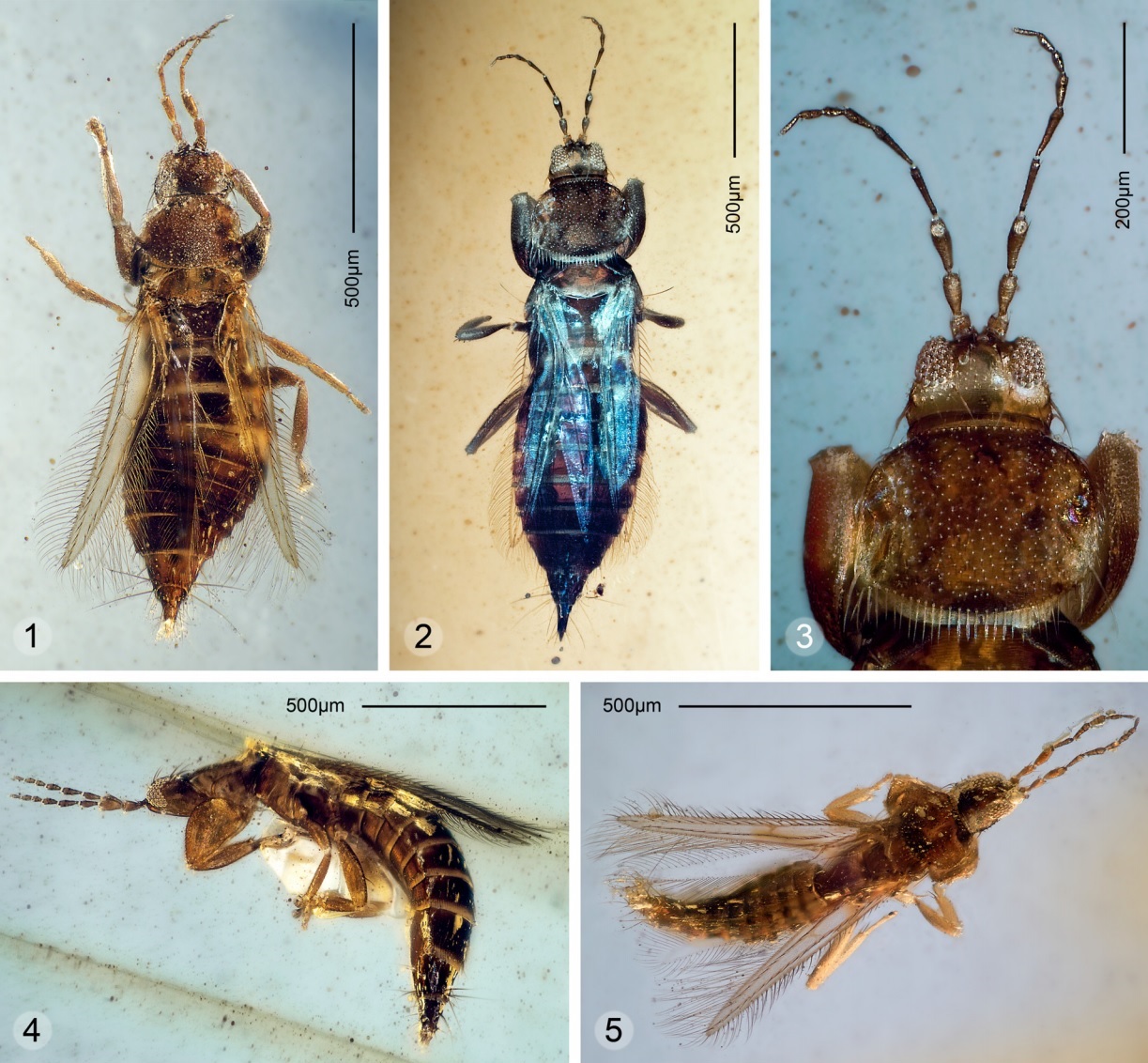 Species New to Science: [PaleoEntomology • 2018] A First Survey of ...