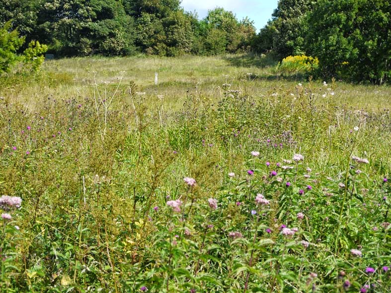CABINET OF CURIOSITIES: A hay meadow going to seed