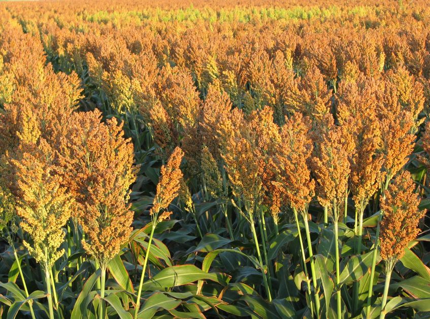 Coastal Bend Agriculture Briefs: GRAIN SORGHUM PLANTING TIPS