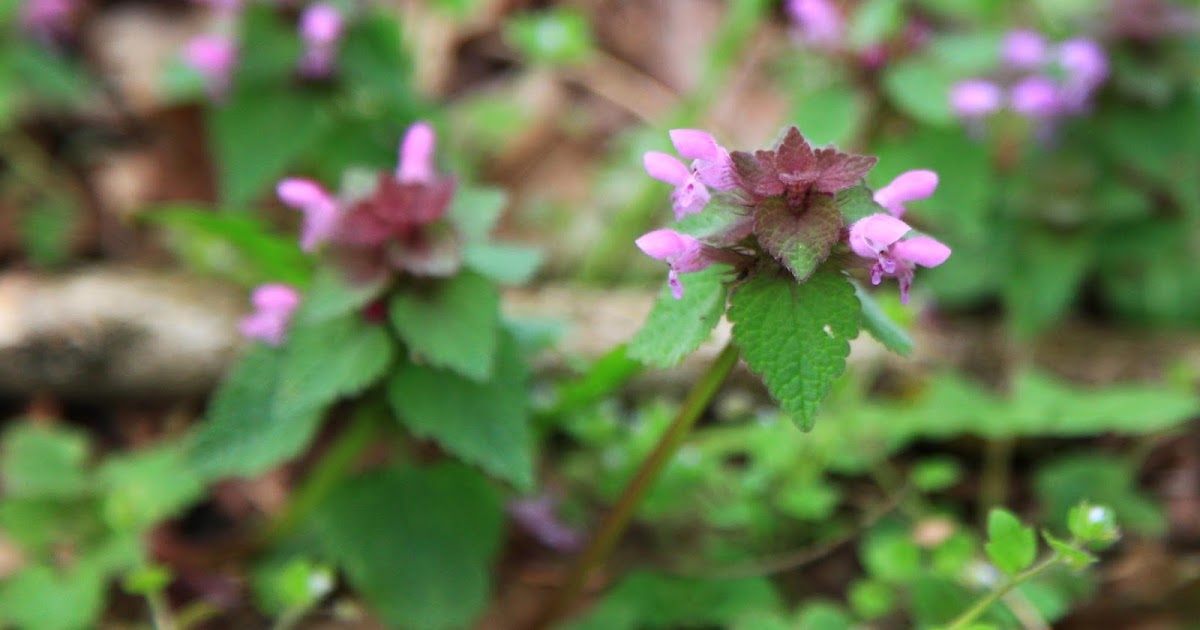 L'ortie rouge fleurit de mars à novembre ~ FontaineBleau Passion