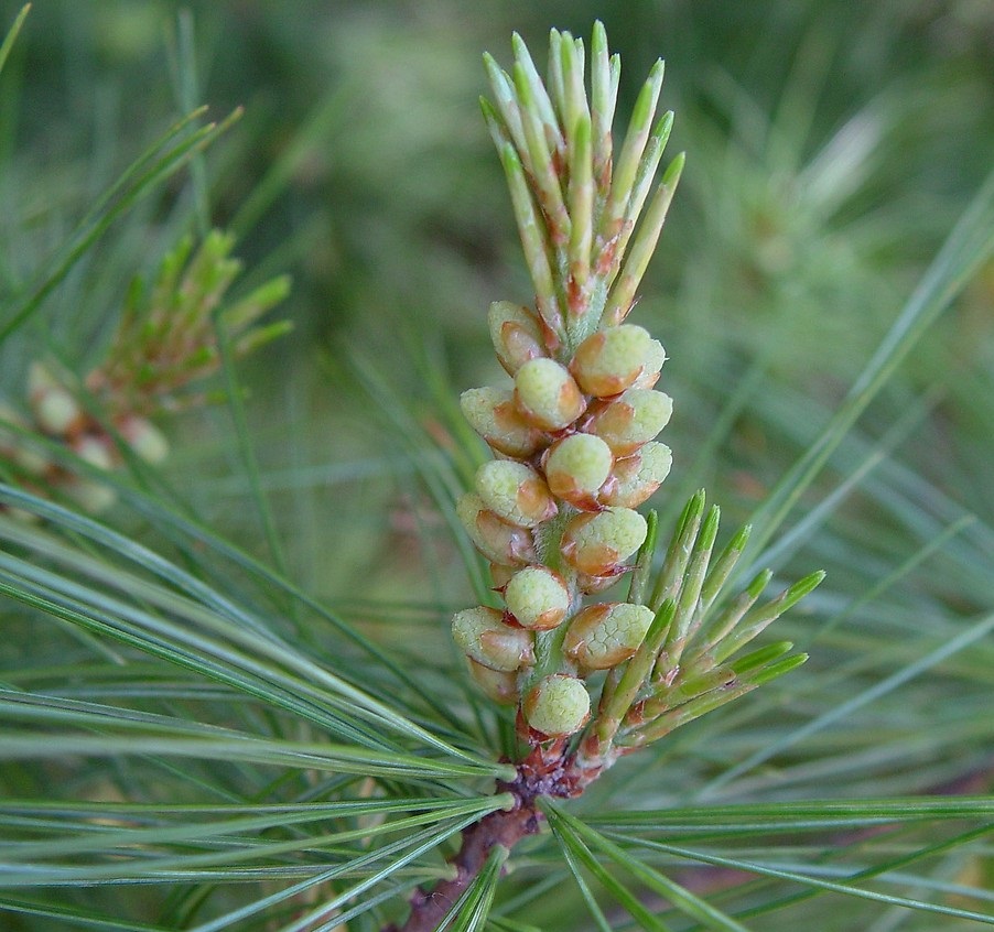Trees Planet: Pinus strobus – Weymouth Pine - White Pine