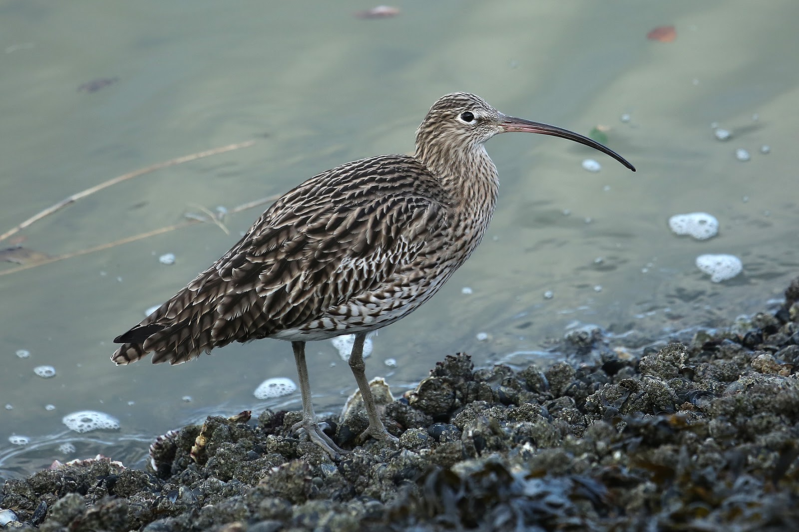 Peter De Craene Natuurfotografie: Wulp en regenwulp in Nieuwpoort