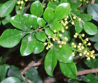 tanaman obat (Folium): Daun Pacar Cina