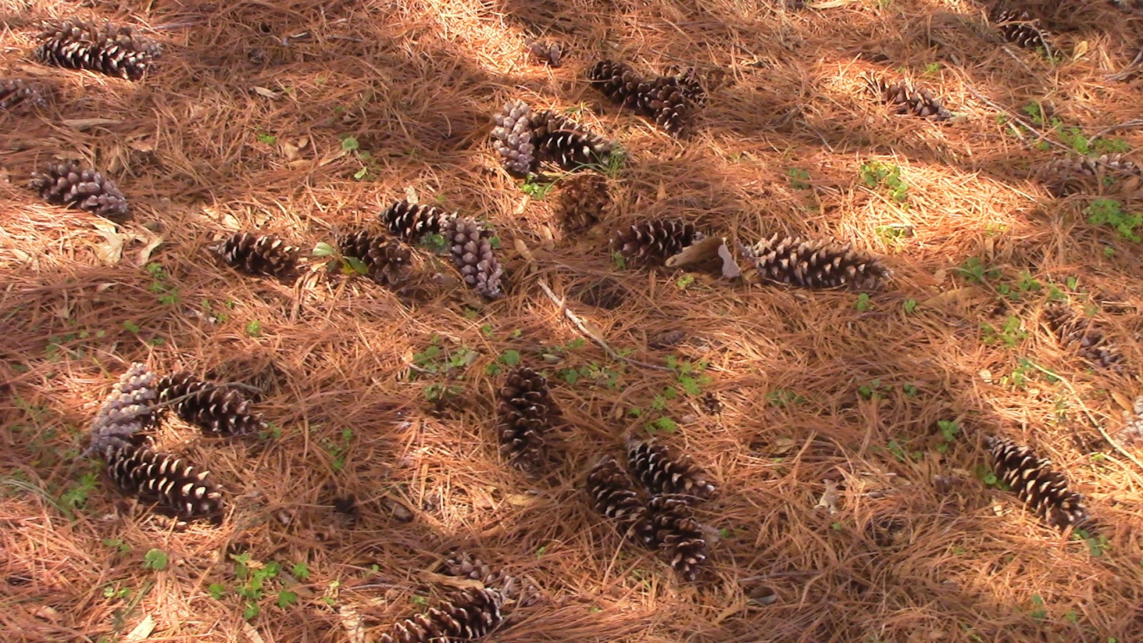 In My Painted Garden: Searching For The Cones Of The White Pine