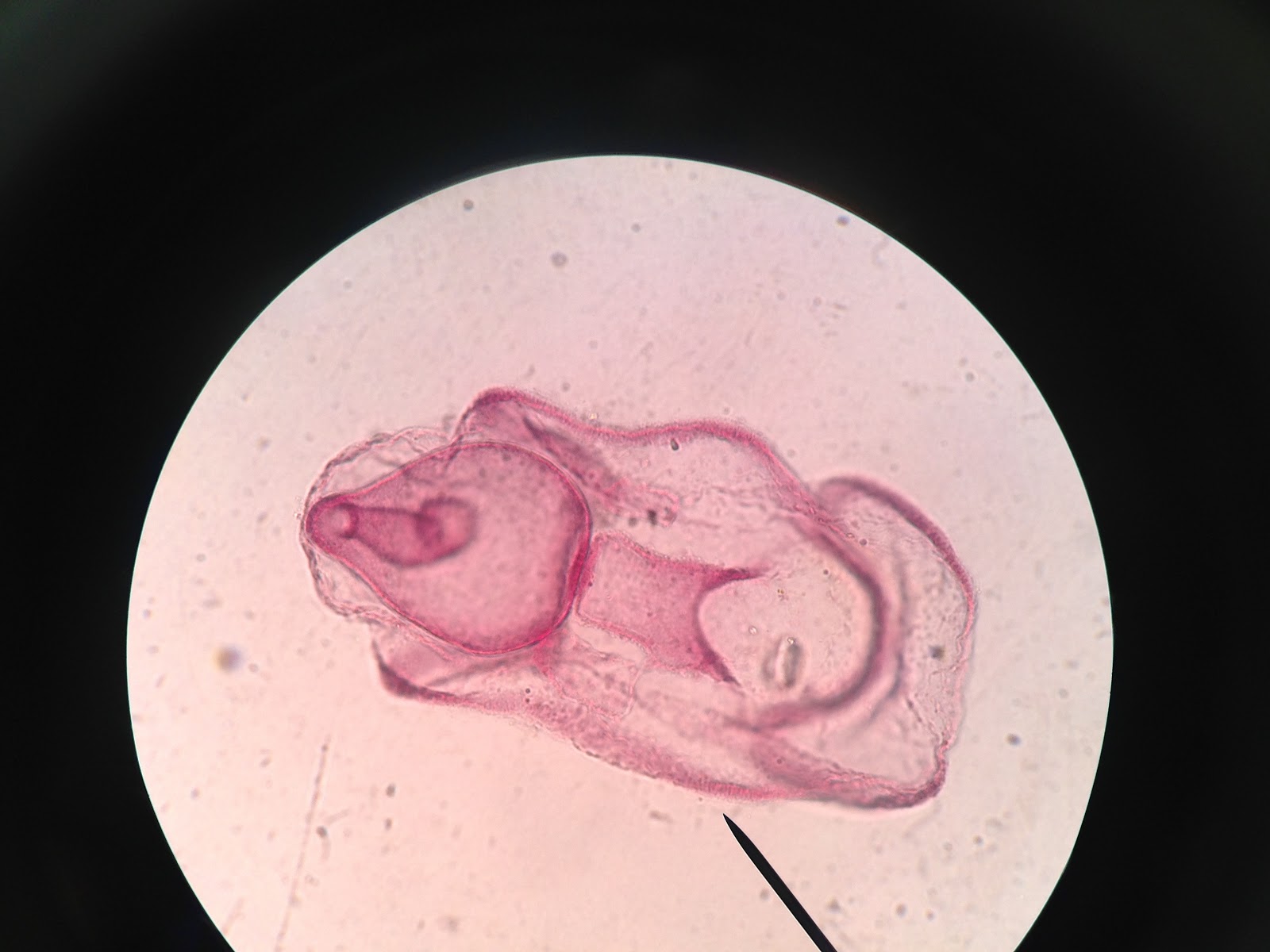 BIOLOGY 1B: Diversity of Life