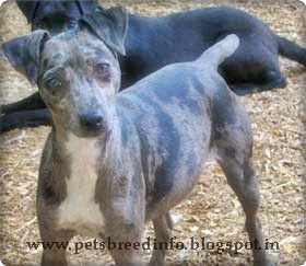 Atlas Terrier Dog HD Wallpaper Free Download | All About Dogs