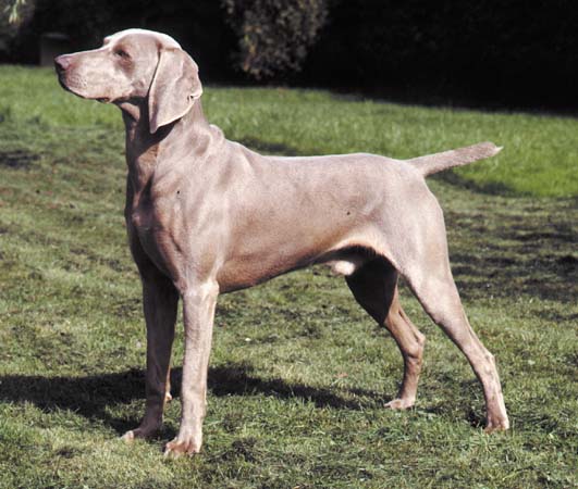 perros : comportamiento de la raza weimaraner