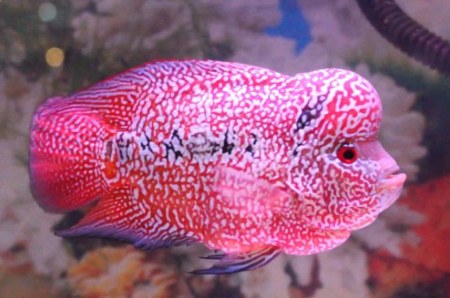 JENIS JENIS IKAN LOUHAN ~ PT.LOUHAN MAJU