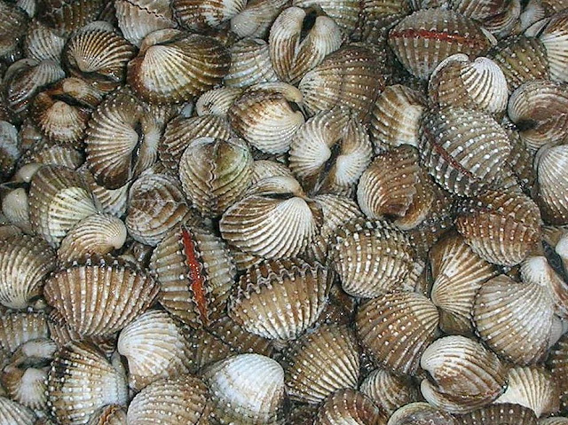 Warming the Cockles of Singapore Hearts 💗 |Tony Johor Kaki Travels for ...