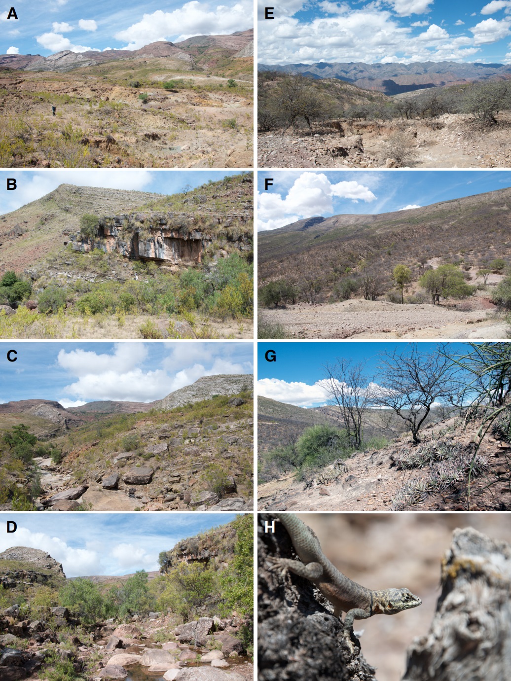 Species New to Science: [Herpetology • 2018] Tropidurus azurduyae • A ...