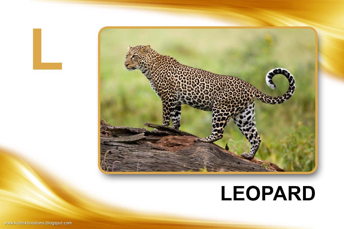 Kidtrix: Animals - ABC