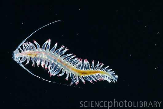 No Mar Profundo: Tomopteris - 02