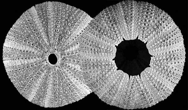 The Palaeo Post: The Difference Between...Regular and Irregular Echinoids
