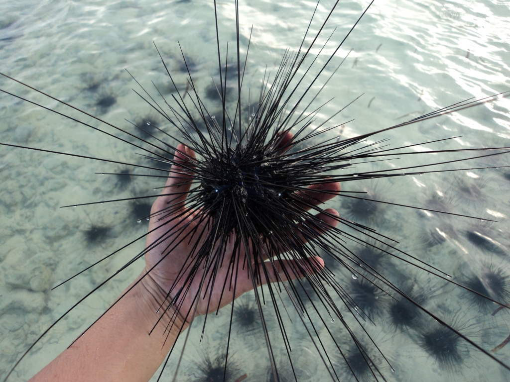 Foto Bulu Babi Eksotis Di Laut Indonesia | GambarBinatang.Com