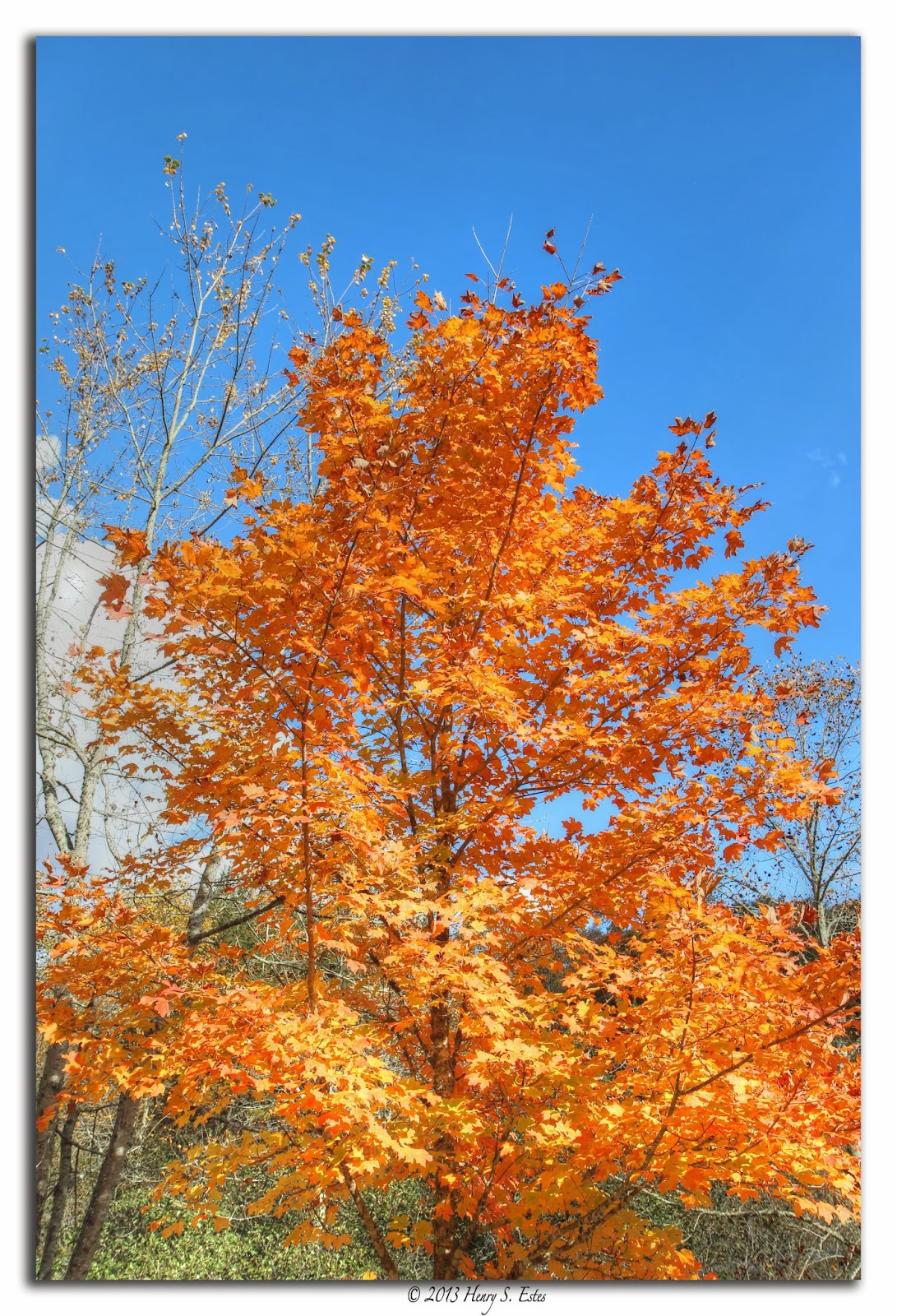 Henry S. Estes Photography: Leaves of Orange