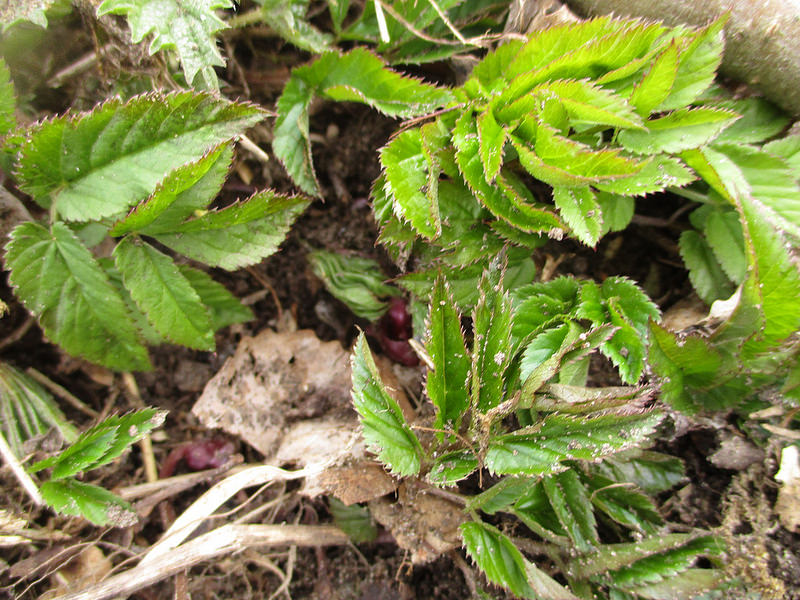 Tegelinski oma kummut: Fotojaht: roheline
