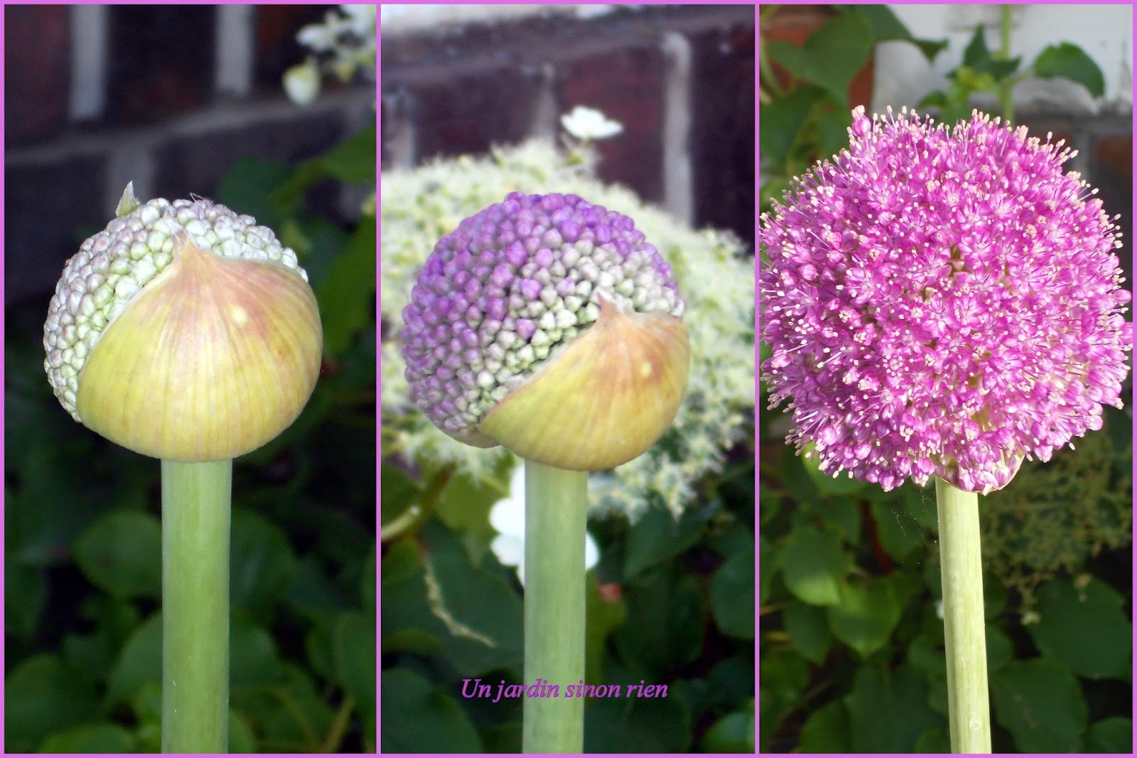 Un jardin sinon rien: Ail d'ornement