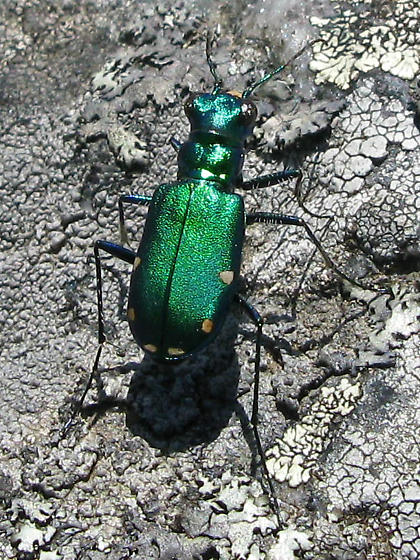 Growing Up In Waldron: In Search of the World's Meanest Worm