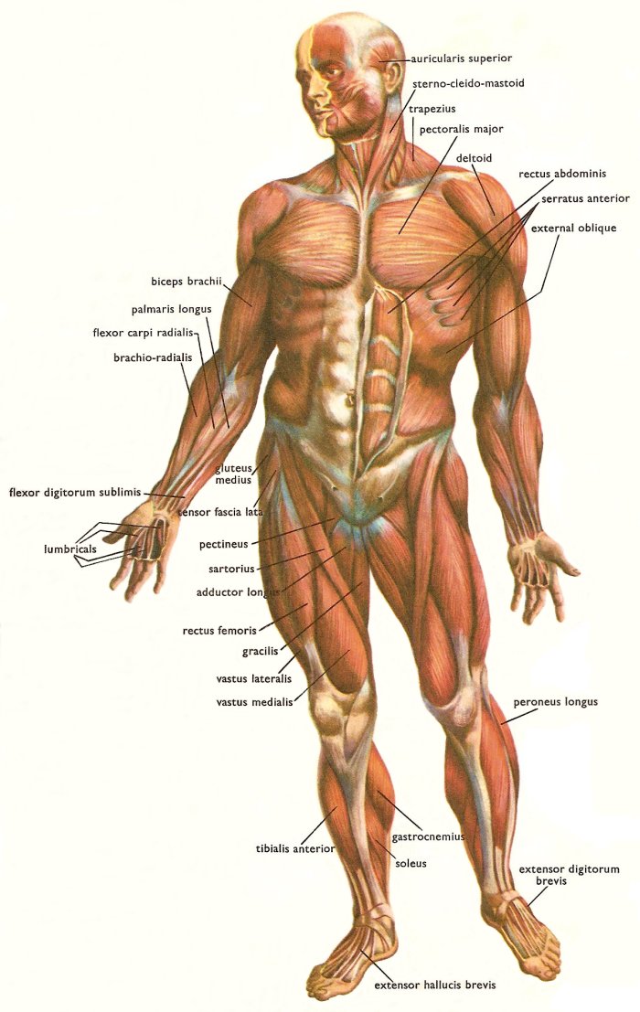 What Is The Largest Muscle In The Human Body Muscle Fitness What Is The Largest Muscle In The Human Body Muscle Fitness