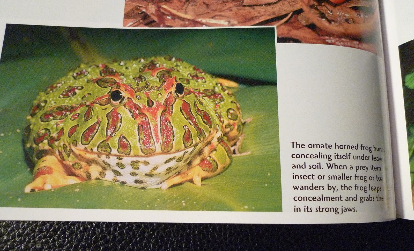 Paraherpetology: Repticon Dallas, Part 3: My Herp Haul