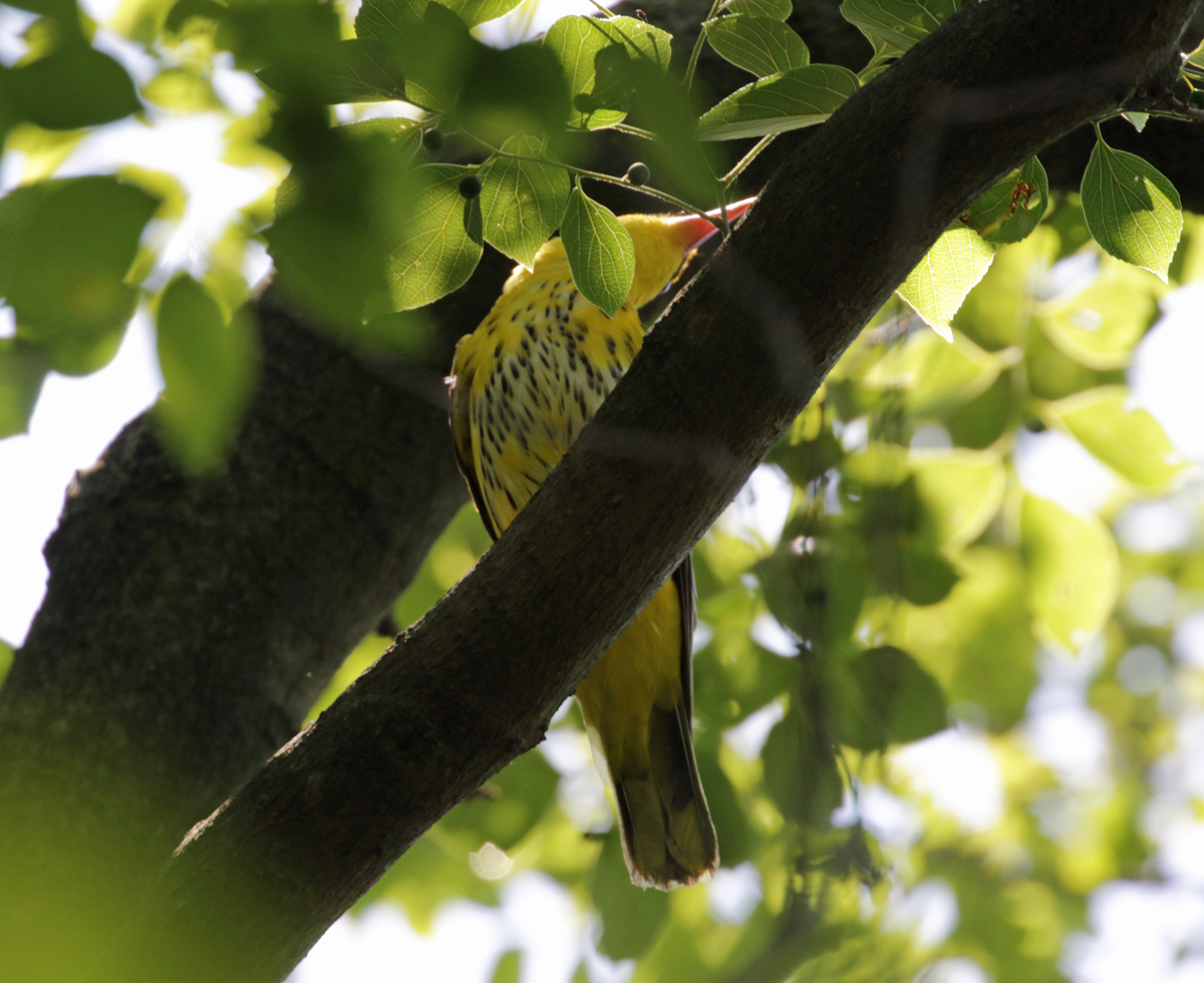 BIRDING - Kyoto, Kansai and Japan: Black-naped Orioles
