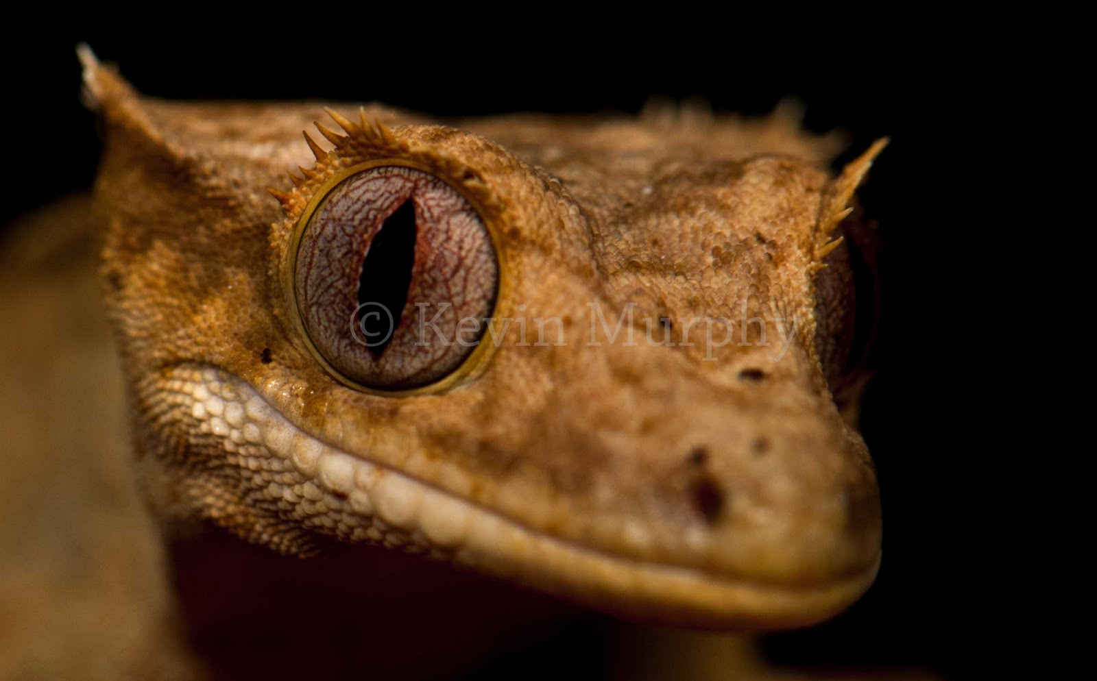 Kevin Murphy Photography: Macro Flash - Crested Gecko