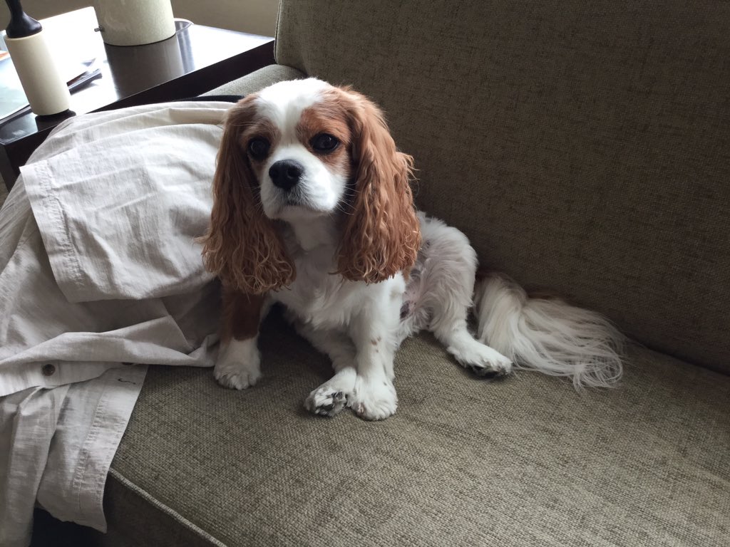 Cavaliers' Guide to the Etiquette of Poses ... The Manual: The # ...