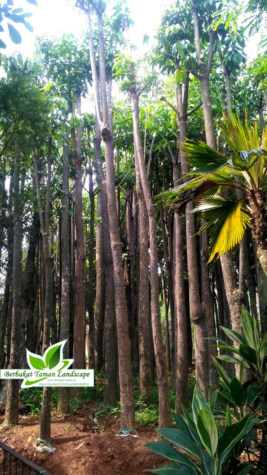 Jual Pohon Pule Murah Atau Pohon Pulai Alstonia Scholaris - Tukang ...