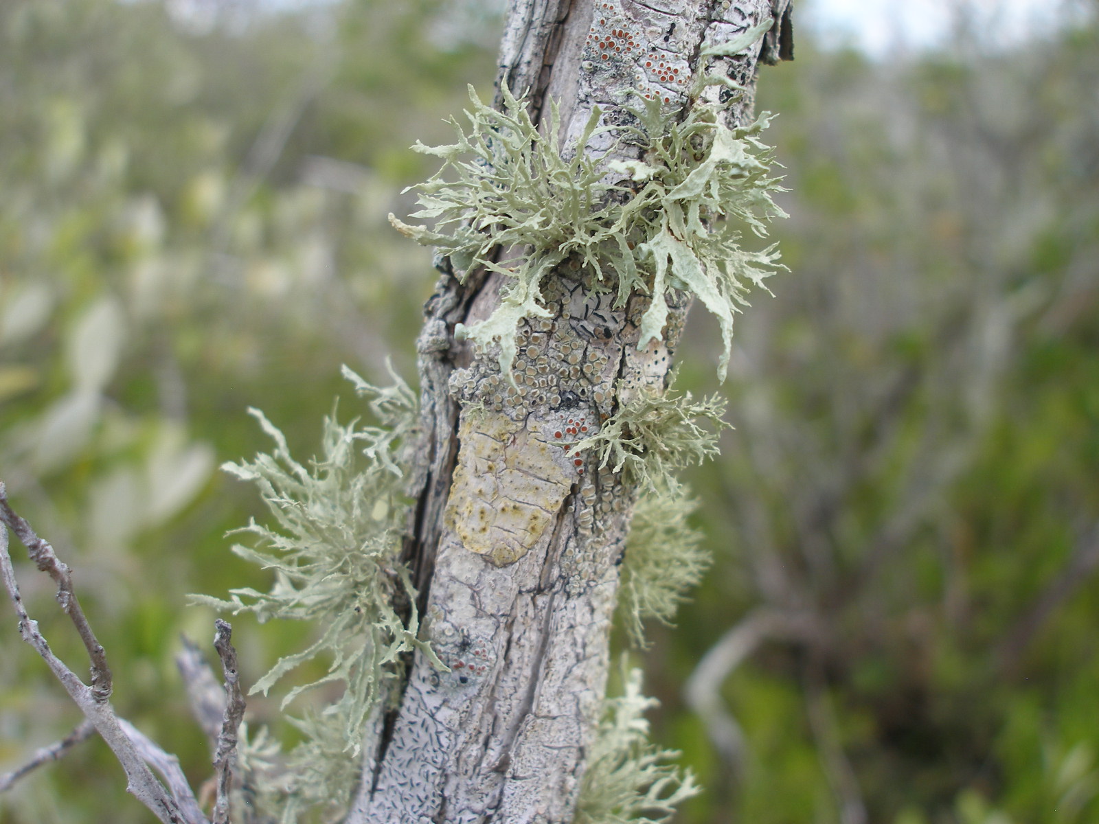 Report from the Florida Zone: Lichen of Leffis Key