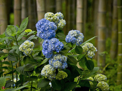 FROM THE GARDEN OF ZEN: Ajisai (hydrangea) flowers in Kencho-ji