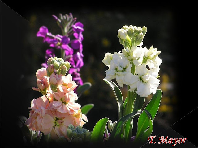 Flores y plantas silvestres: " Matthiola incana ".Alhelí de invierno ...
