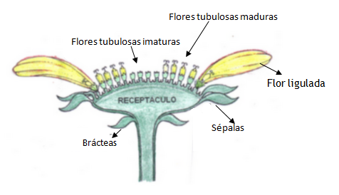 Plantas e Flores do Areal: novembro 2011