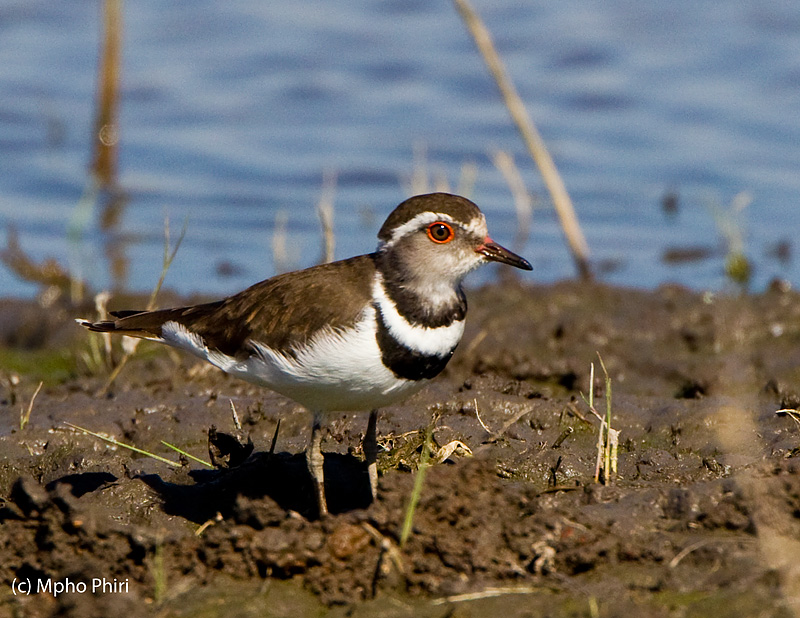 Mahikeng Birding Blog: Three-banded Plover: a very colourful waterside bird