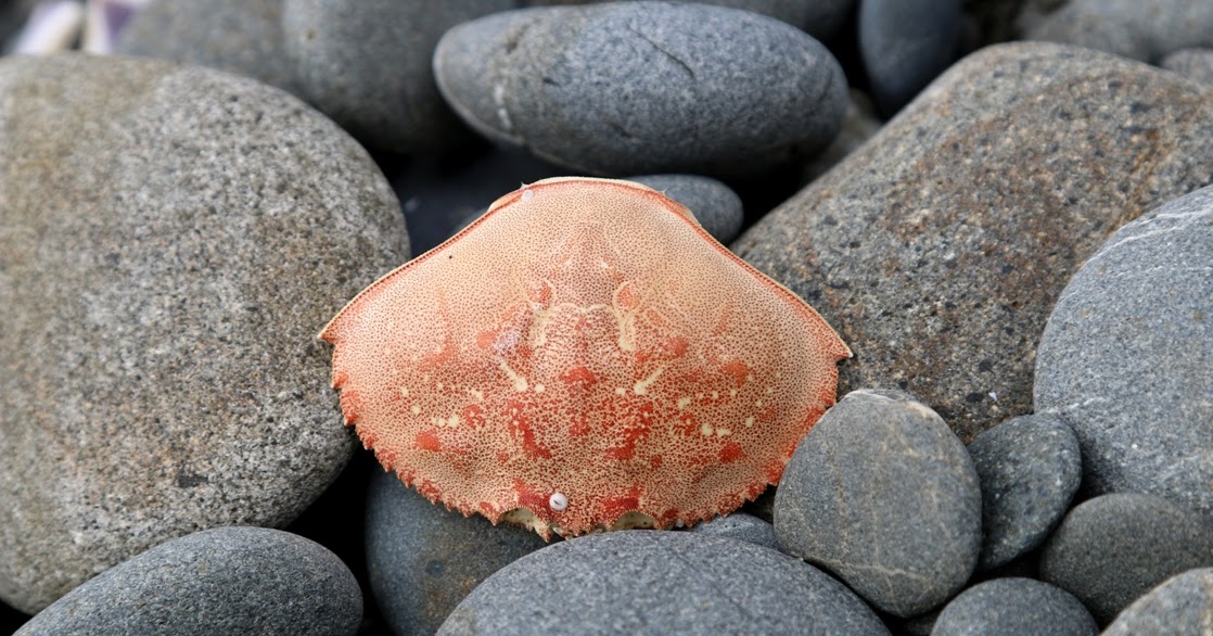 A photo, A thought............: Knowledge: Chitin and chitosan from ...