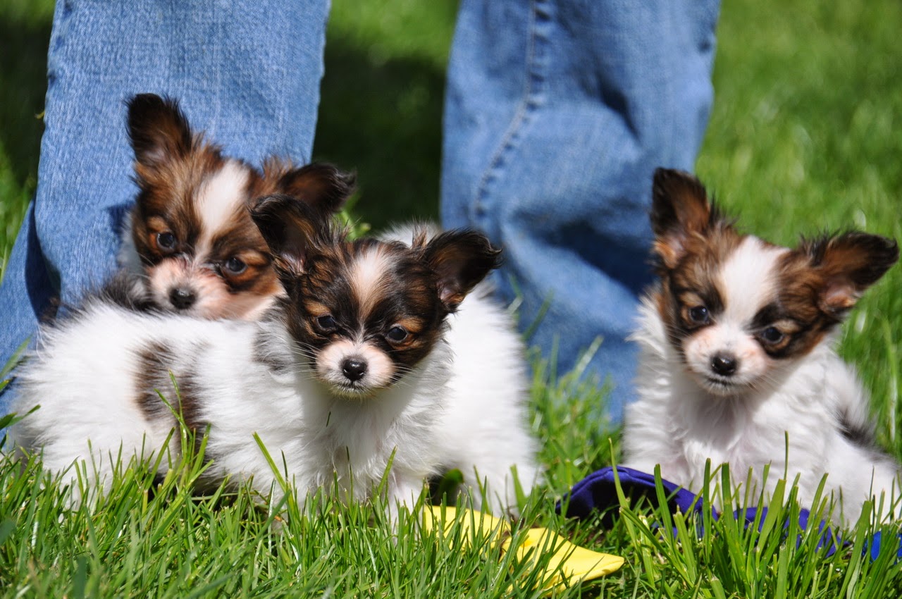 Road's End Papillons : 6.5 Weeks old Papillon Puppies