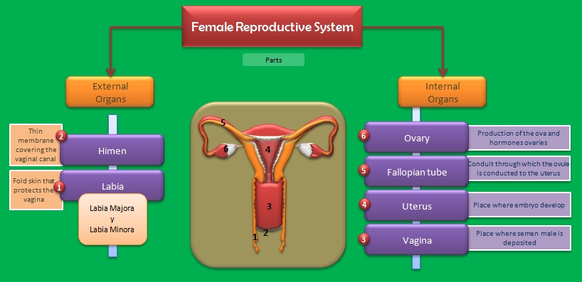 Educative Diagrams The Female Reproductive System