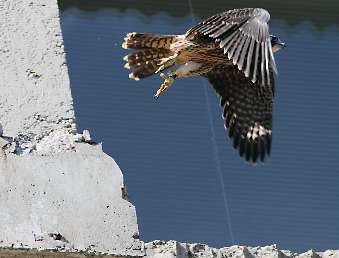 Ann Brokelman Photography: Harlequin - Peregrine Falcon soaring in the ...