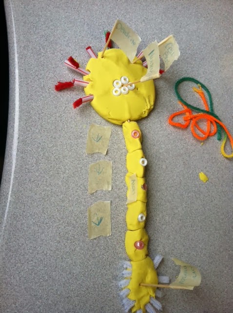 The Science Scoop: Neuron Modeling