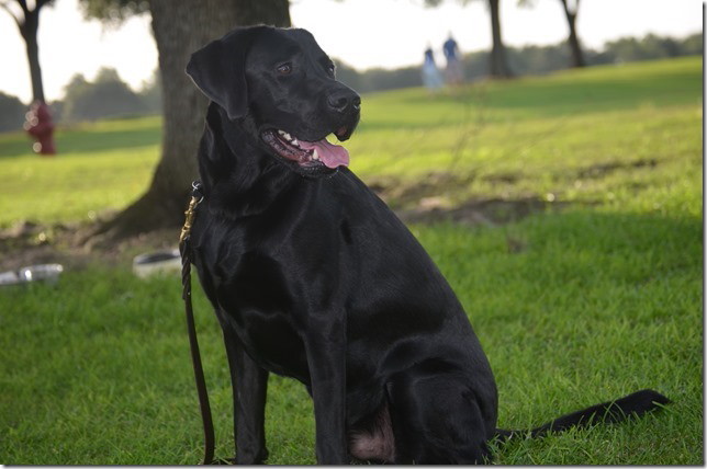 Puppy Tales of a Southeastern Guide Dogs Puppy Puppy Tales of a Southeastern Guide Dogs Puppy