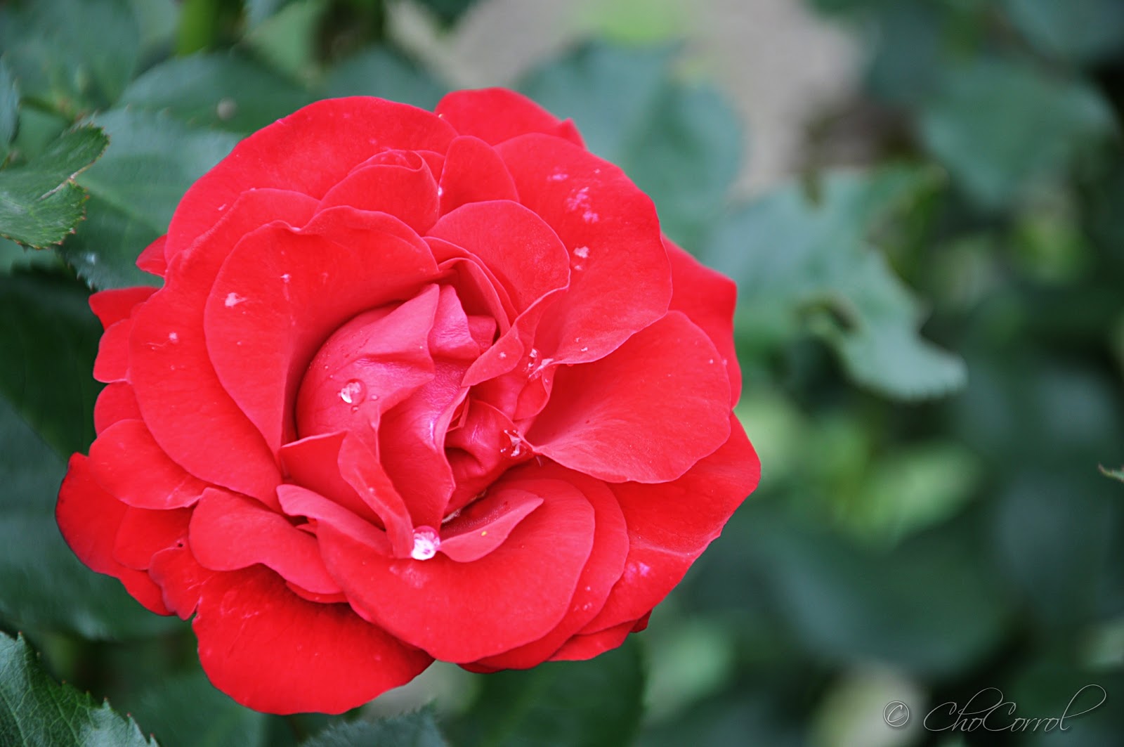 CoLoRes, SaBoRes, oLoRes...CoLoRs, TaSTeS, SmeLLS: roses/rosas