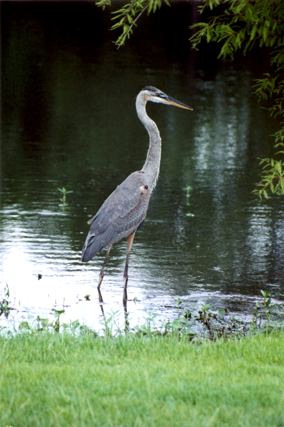 Bellas Aves de El Salvador: Ardea herodias (garza ceniza o azulada ...