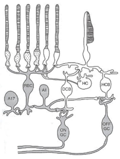 Eye Opener: Physiology - Visual pathway