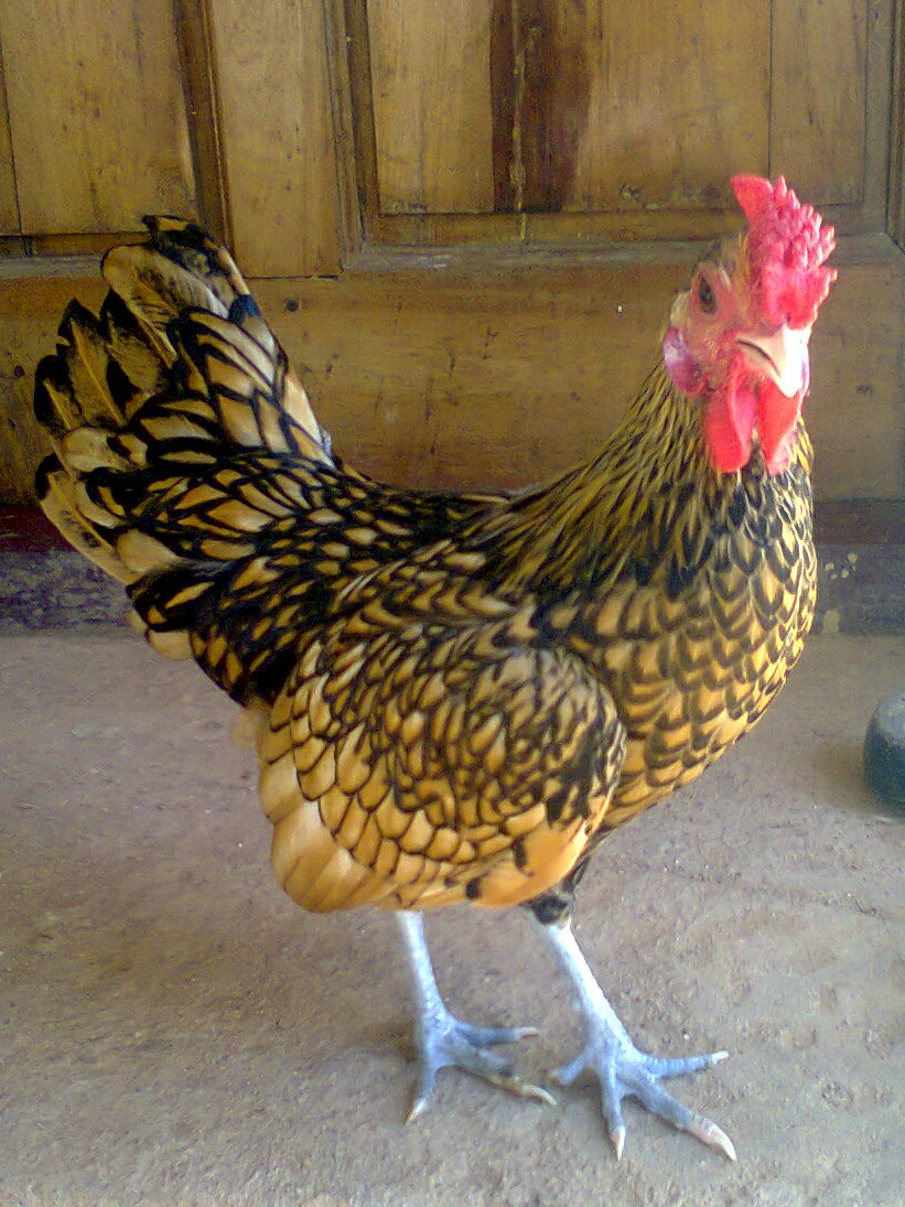 Golden Sebright ~ P S Pet Circle