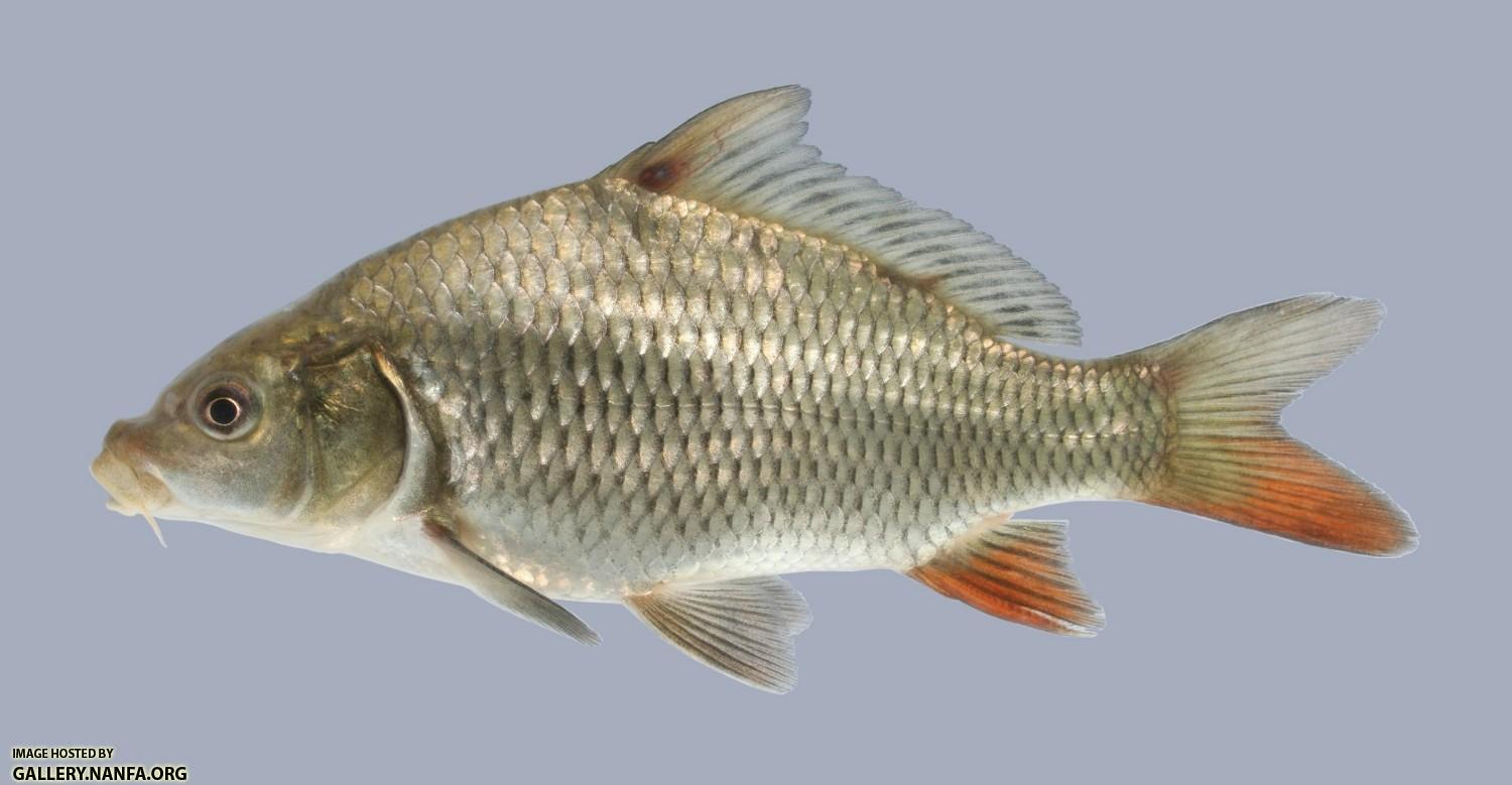 19 Gambar Ikan Mas Cyprinus Carpio - vrogue.co