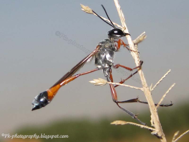 Thread-waisted Wasps | Nature, Cultural, and Travel Photography Blog