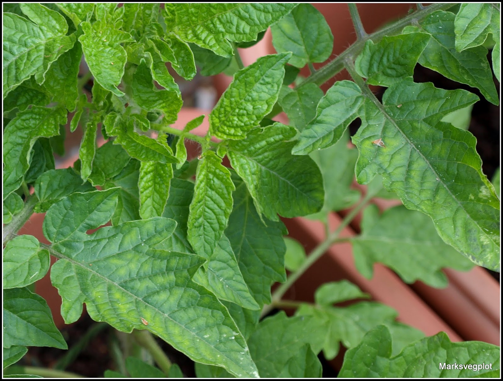 Mark's Veg Plot: Tomato progress report