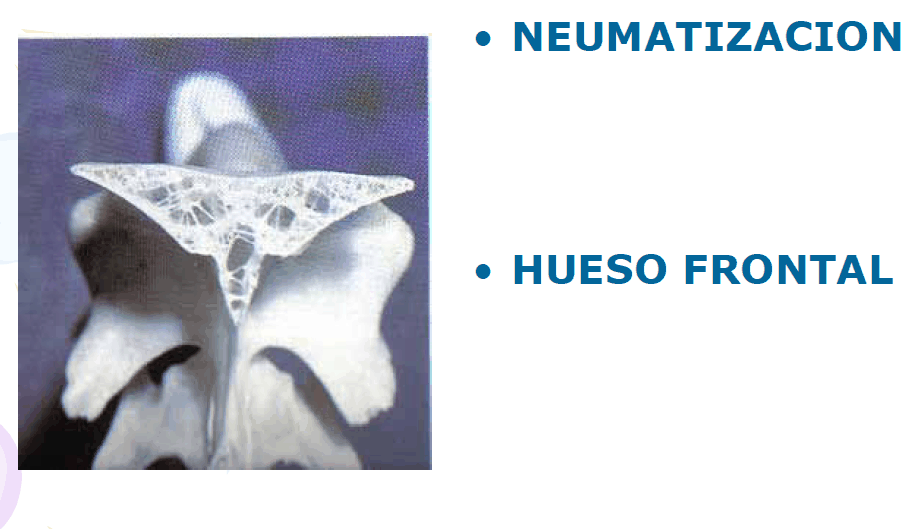 Mis amigas las palomas: Esquemas anatomía de las palomas