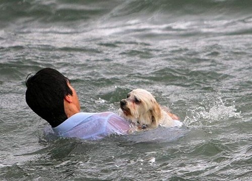 26 Heartwarming pictures of animal rescues | Amazing Creatures